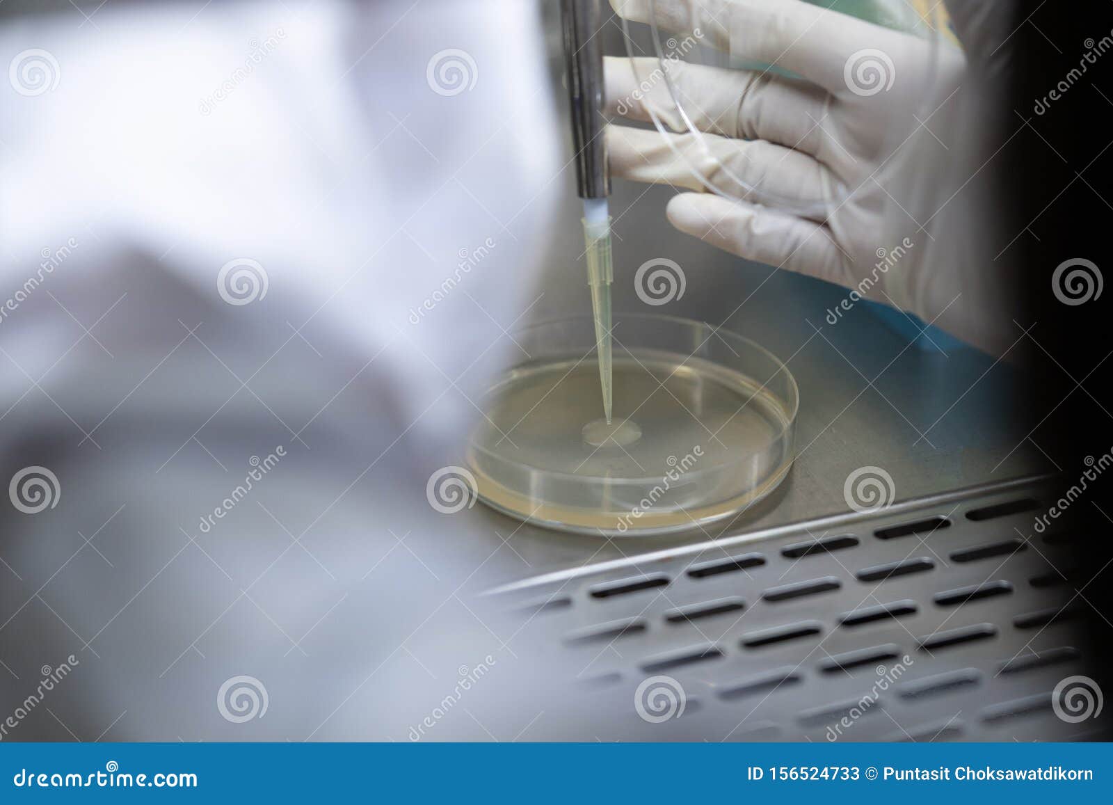 Microbiologist Dropping Test on Media Culture Plate in Laboratory Stock ...