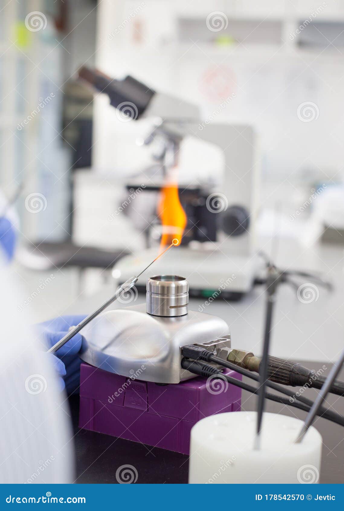 Microbiologist Holding Inoculation Loop in Flame in Laboratory Stock ...