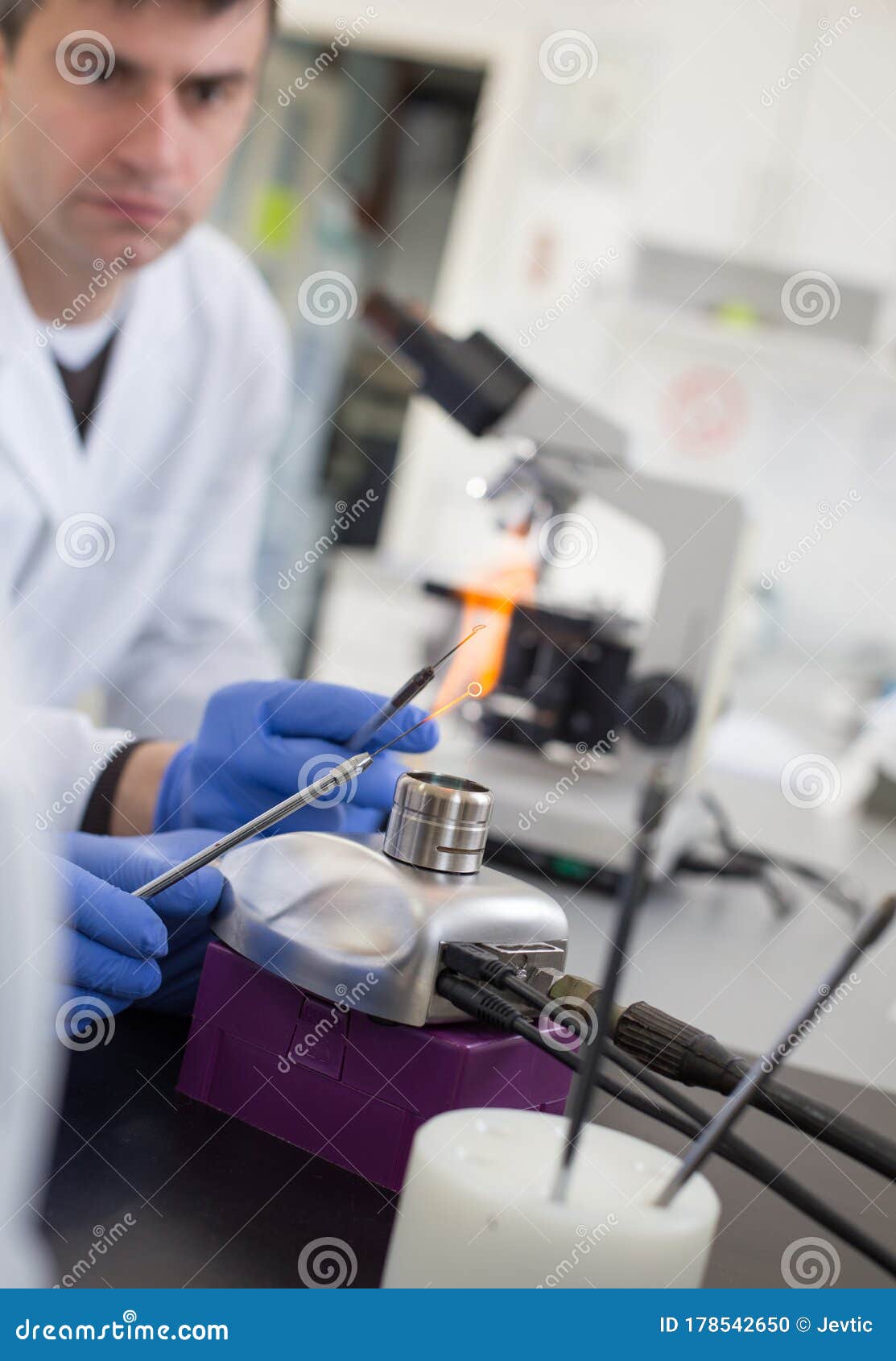 Microbiologist Holding Inoculation Loop in Flame in Laboratory Stock ...