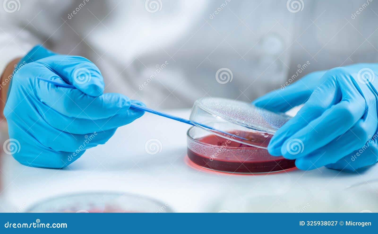 Microbiologist Inoculating Blood Agar in Petri Dish in Research Lab ...