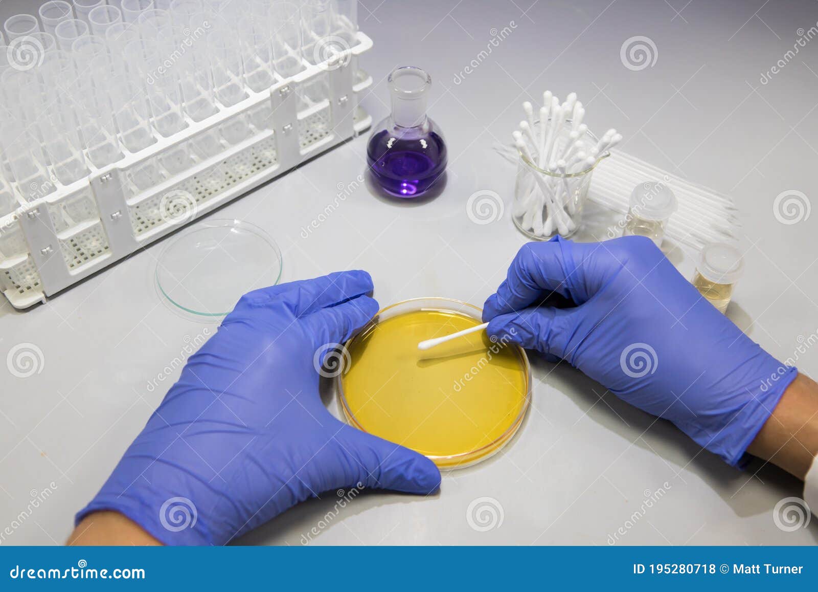Microbiologist in a Laboratory Analysing Bacteria Samples on a Plate ...