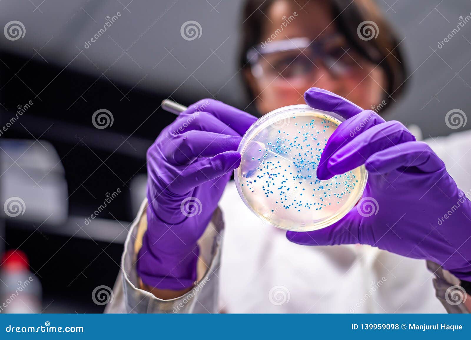 Doctor Examining Meningococcal Bacterial Culture Plate Stock Photo ... Doctor Examining Meningococcal Bacterial Culture Plate Stock Photo ...