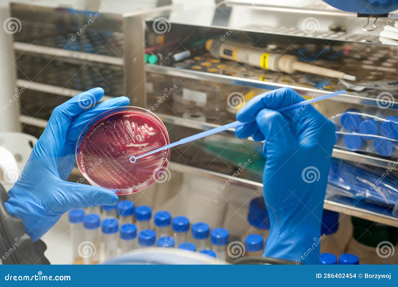 Microbiologist and loop stock photo. Image of petri - 286402454