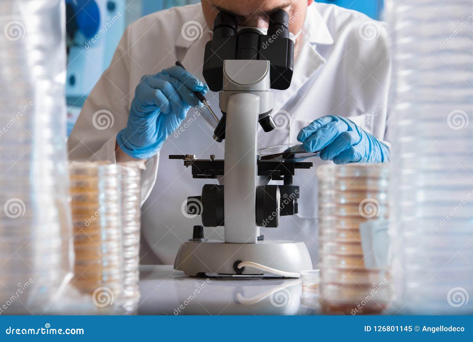 Microbiologist with Microscope Working with Petri Dish in the La Stock ...