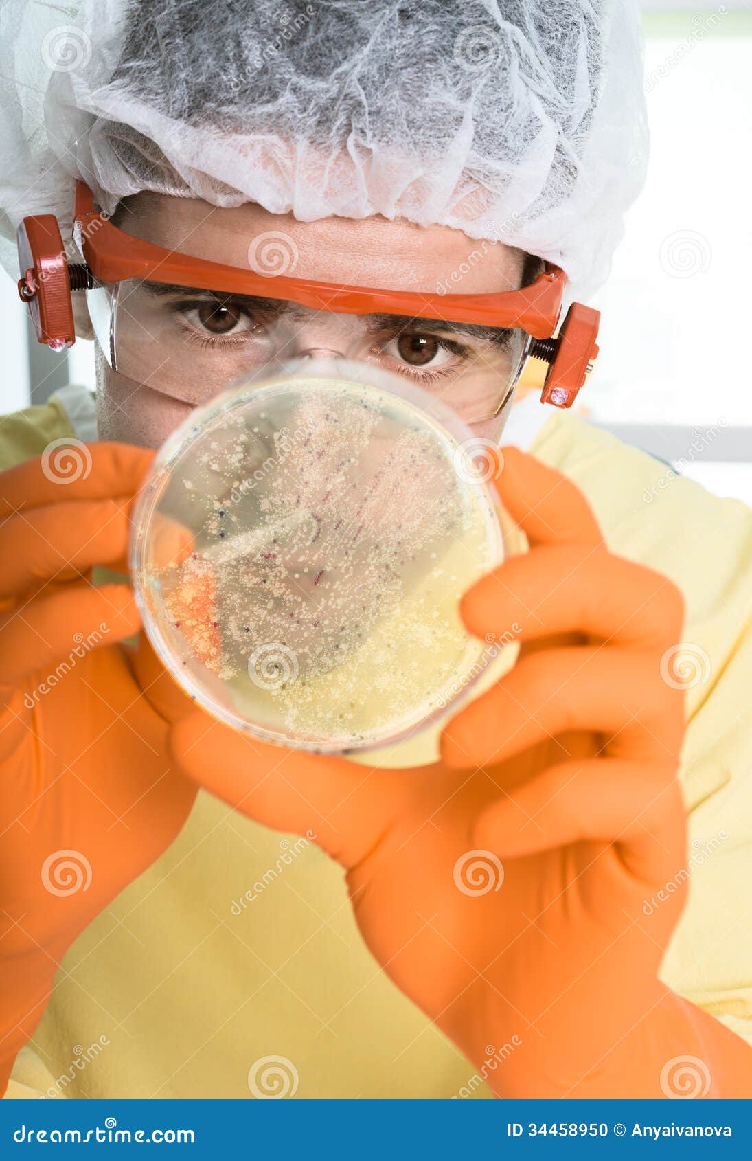 Microbiologist Picking Up Bacterial Colonies Stock Photo - Image of ...