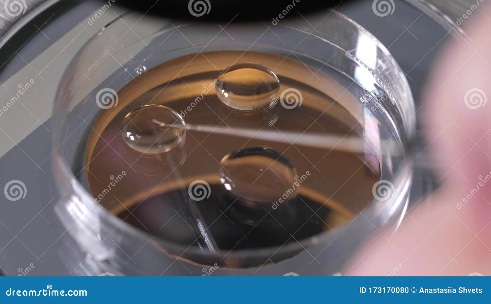 Microbiologist Placing Embryos in Cryoprotectant Stock Footage - Video ...