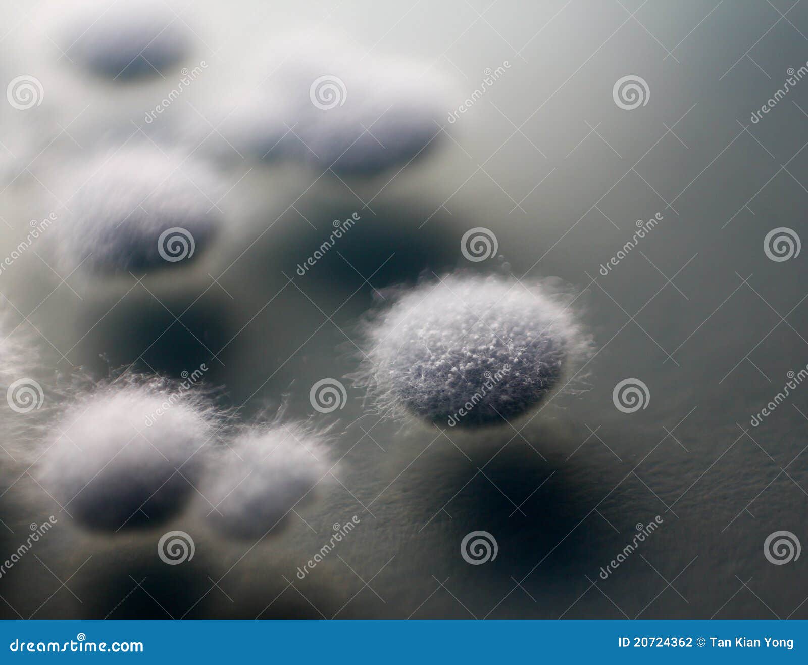 Microbiology - Fungus stock photo. Image of nature, microbiology - 20724362