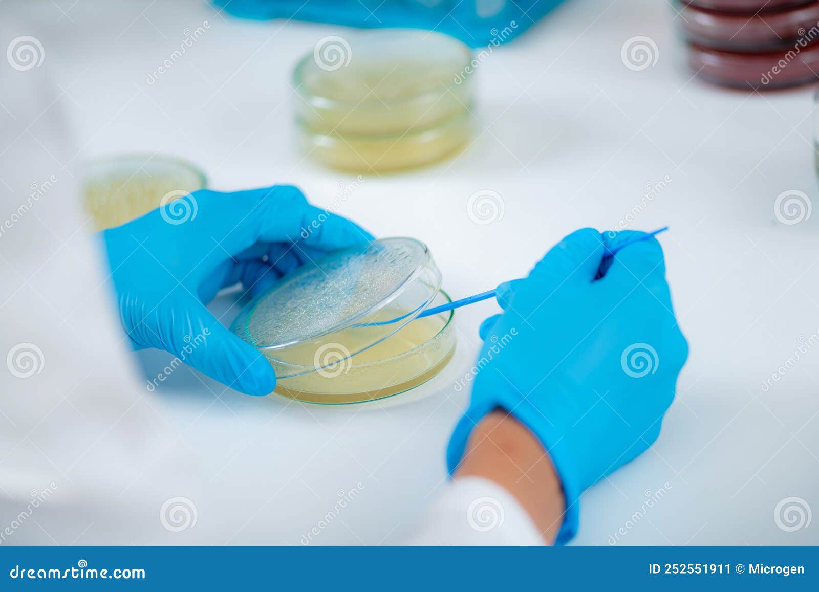 Microbiology Lab Work in a Research Facility. Hands of a Lab Technician ...