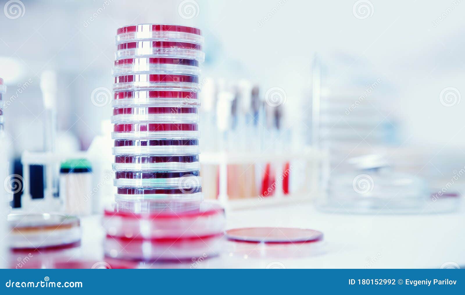 Microbiology Laboratory Agar Plate Full Of Micro Bacterias And ...