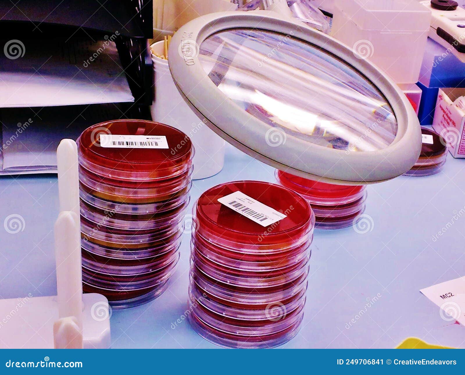 Microbiology Laboratory - Stacked Blood Agar Plates with Magnifier ...