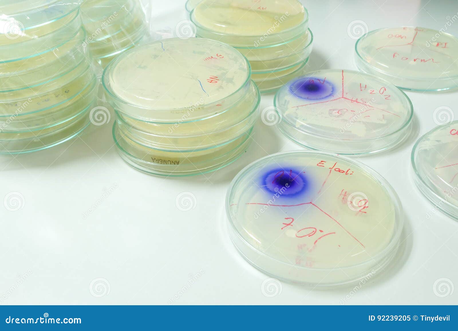 Microbiology Laboratory Test Stock Image - Image of grow, drug: 92239205