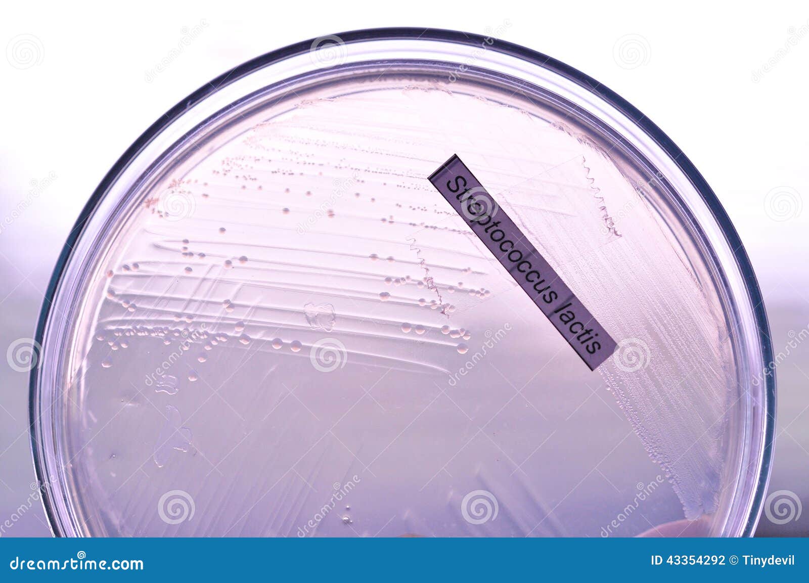 Streptococcus Lactis Colony Morphology