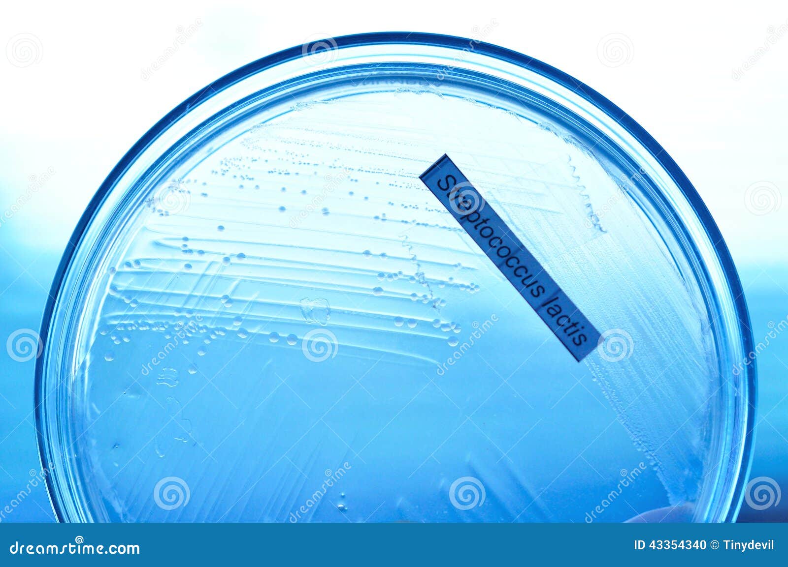 Microbiology Laboratory Test Stock Photo - Image of blue, antibiotic ...