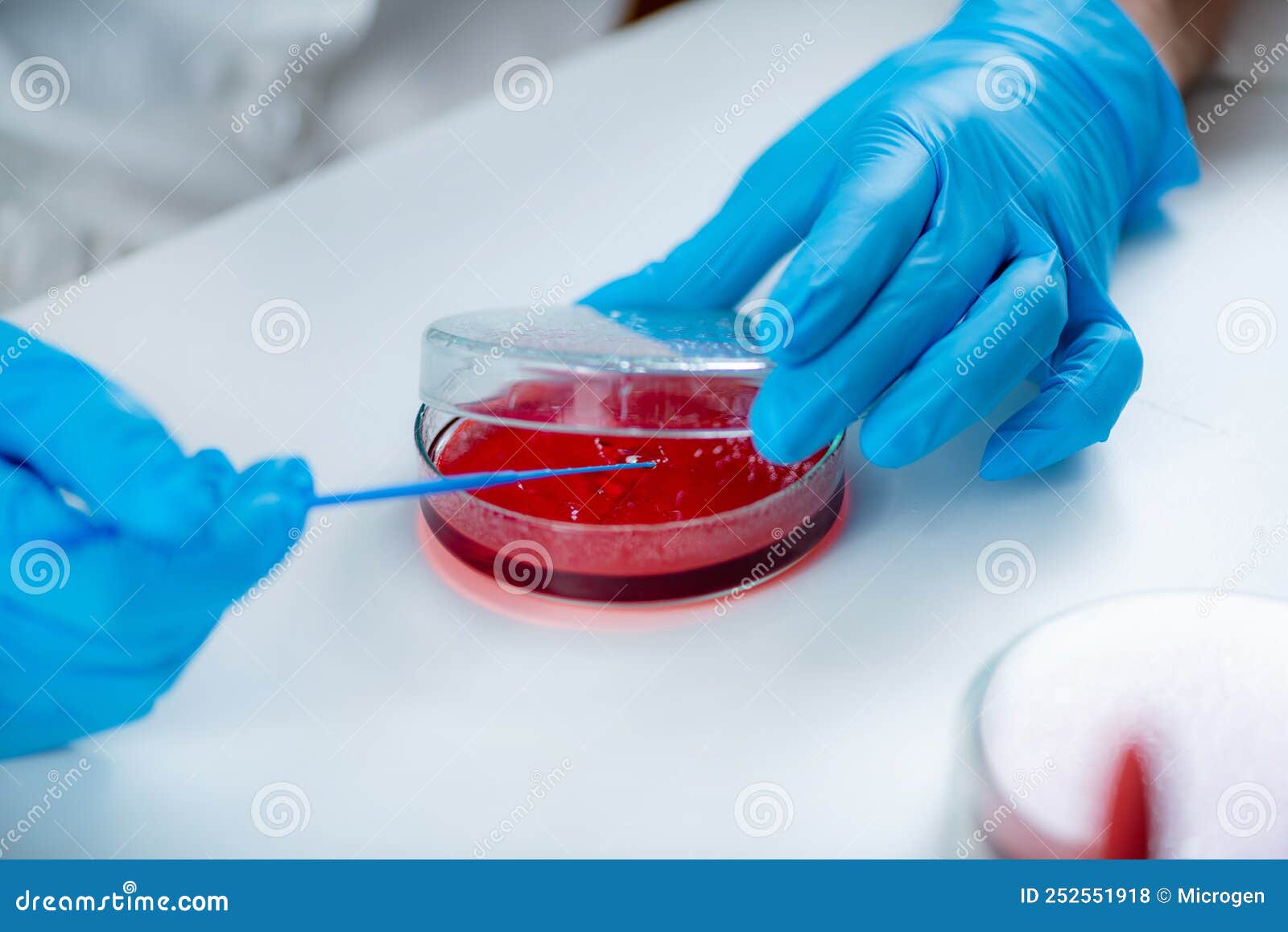 Microbiology Laboratory Work. Hands of a Microbiologist Working in a ...