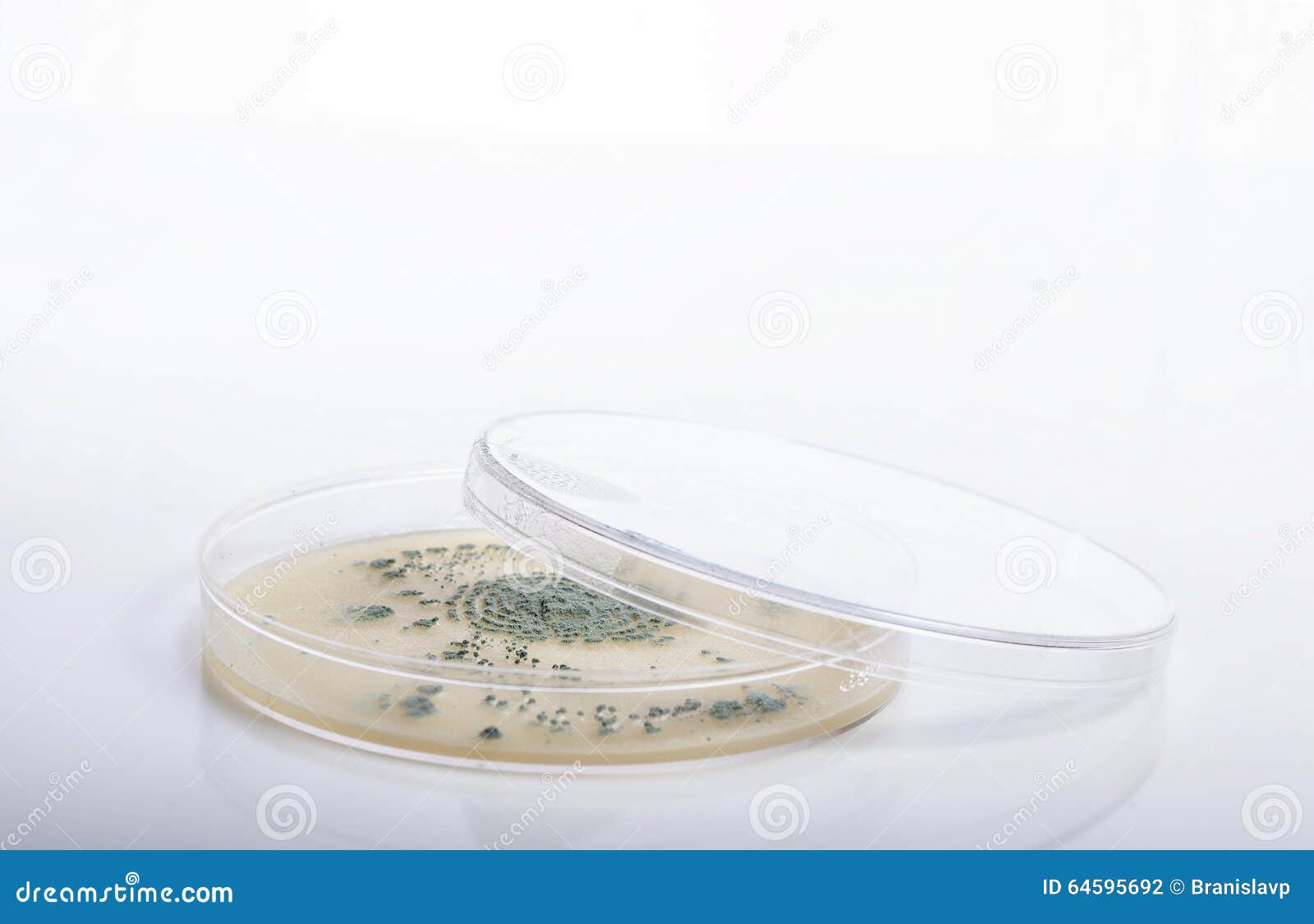 Microbiology Petri Dish With Bacteria And Growth Stock Photo - Image ... Microbiology Petri Dish With Bacteria And Growth Stock Photo - Image ...