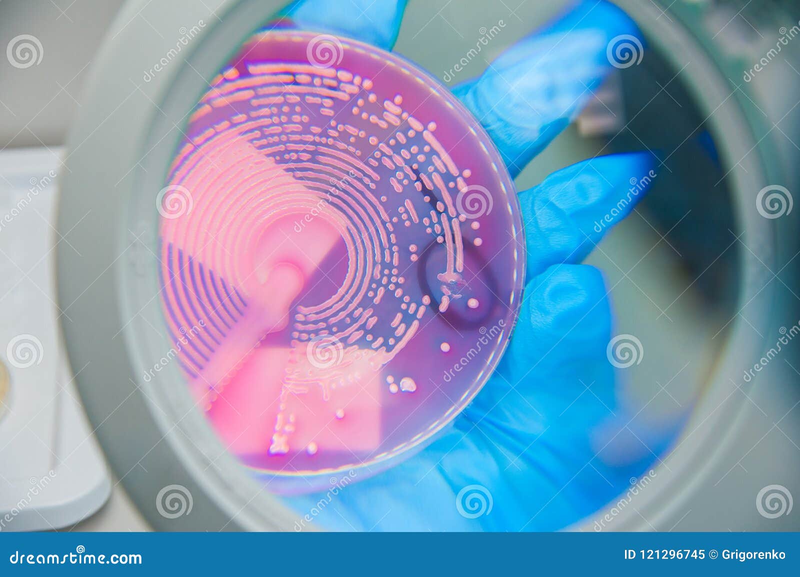 Microbiology Research in Laboratory Stock Image - Image of drug, agar ...