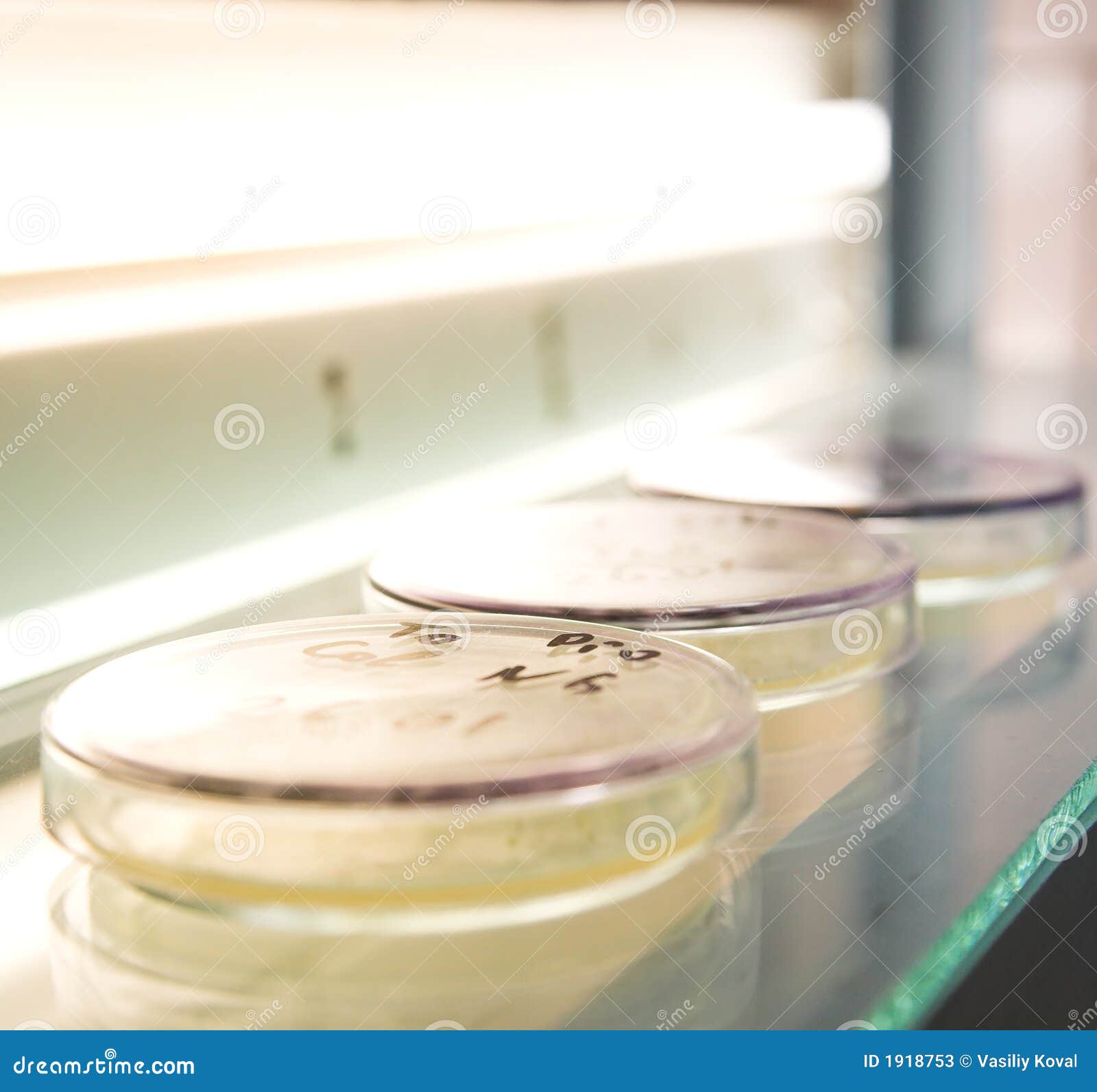 Microbiology science stock image. Image of analysis, cell - 1918753