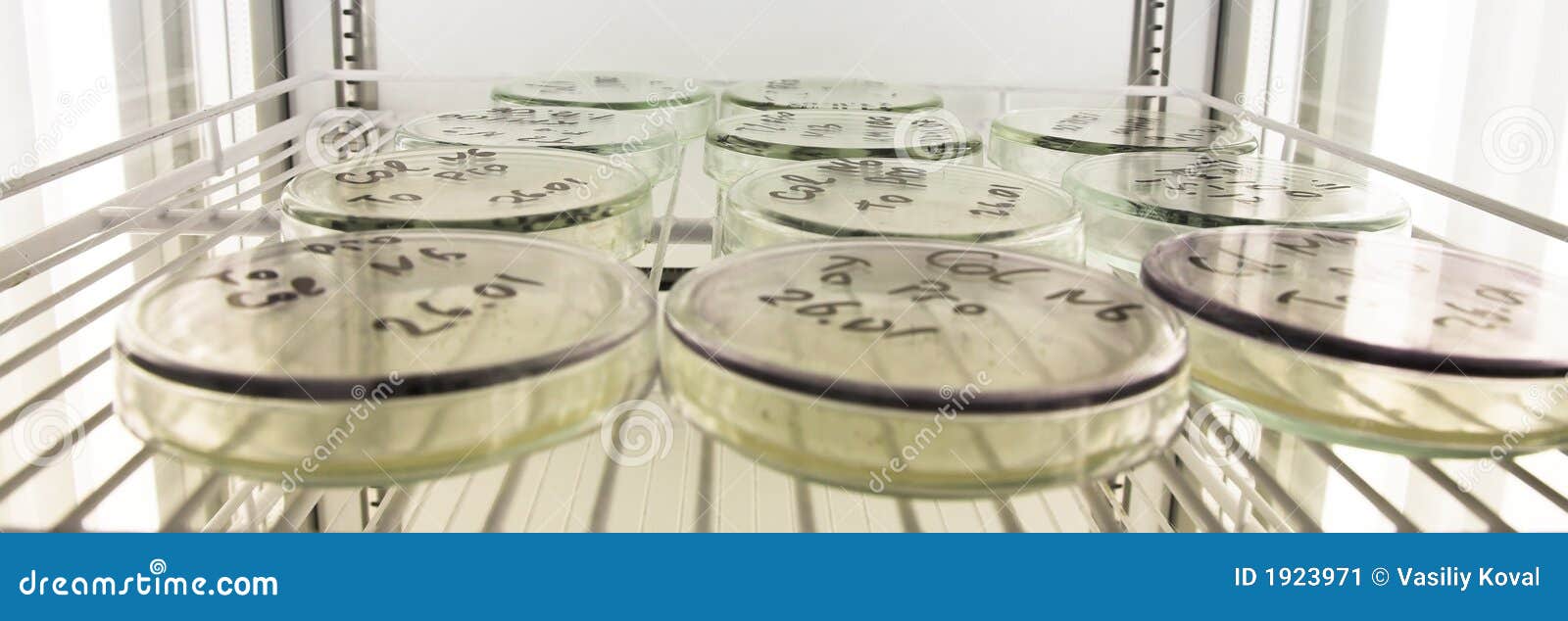 Microbiology science stock image. Image of life, laboratory - 1923971