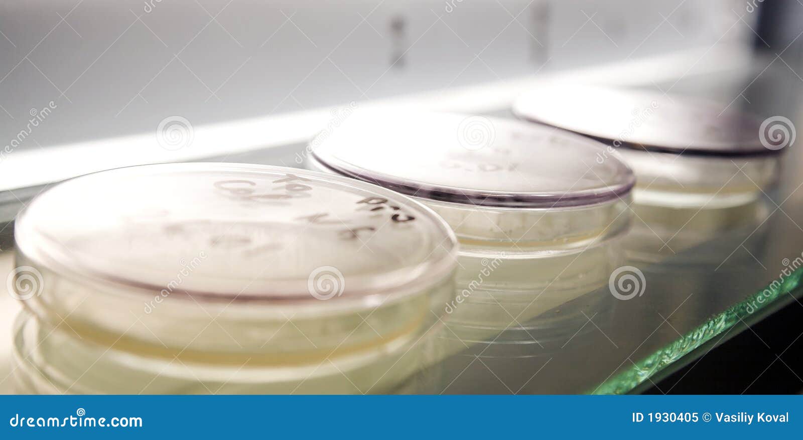 Microbiology science stock image. Image of medical, bacteria - 1930405