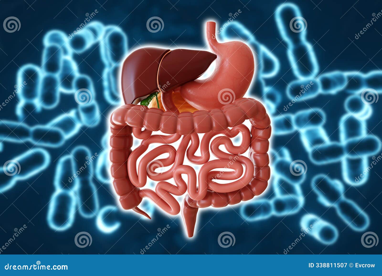 Microbiome of Digestive System. Probiotic Cells for Immunity Stock ...