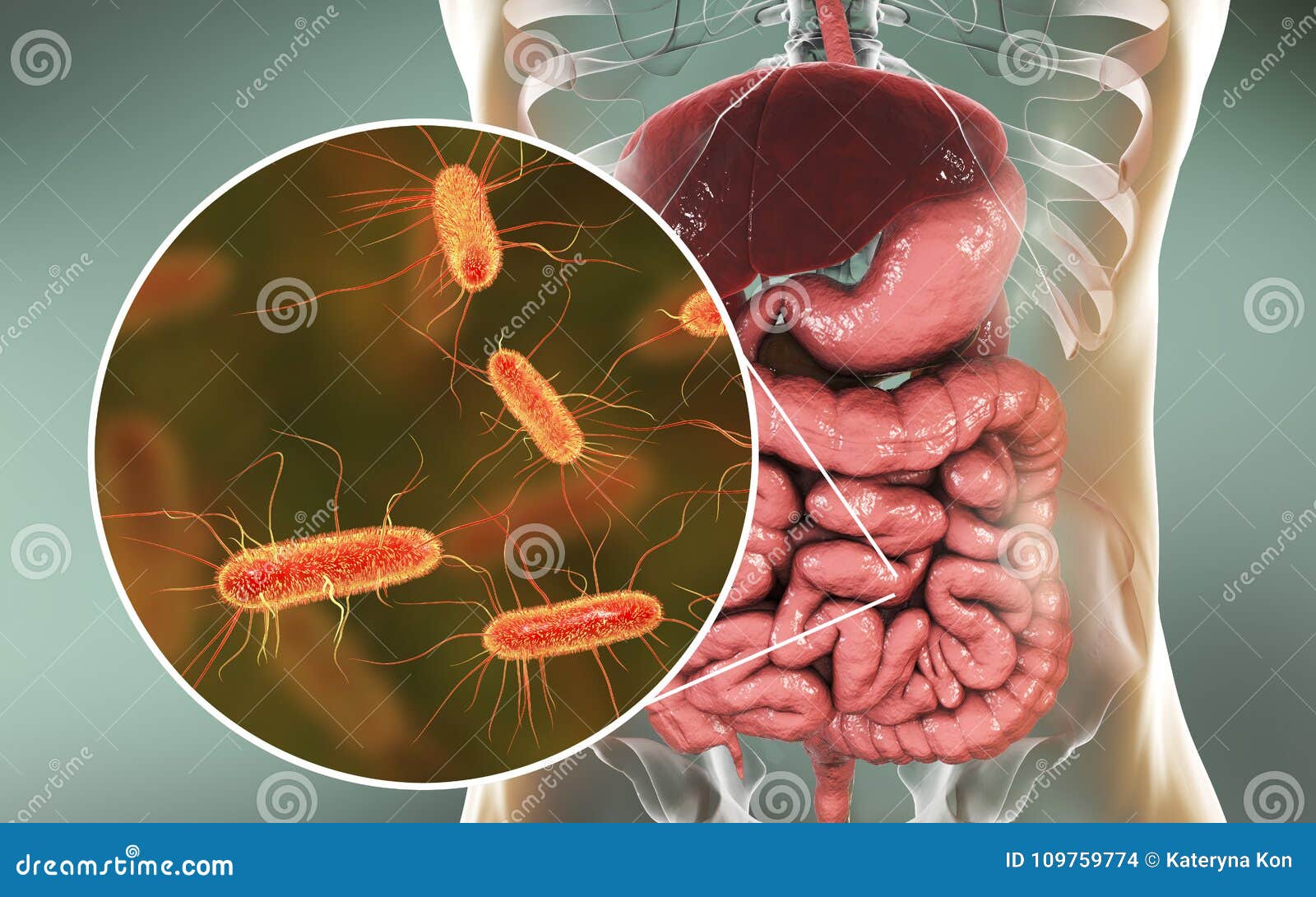 Microbiome Intestinal, Escherichia Coli Stock de ilustración ...