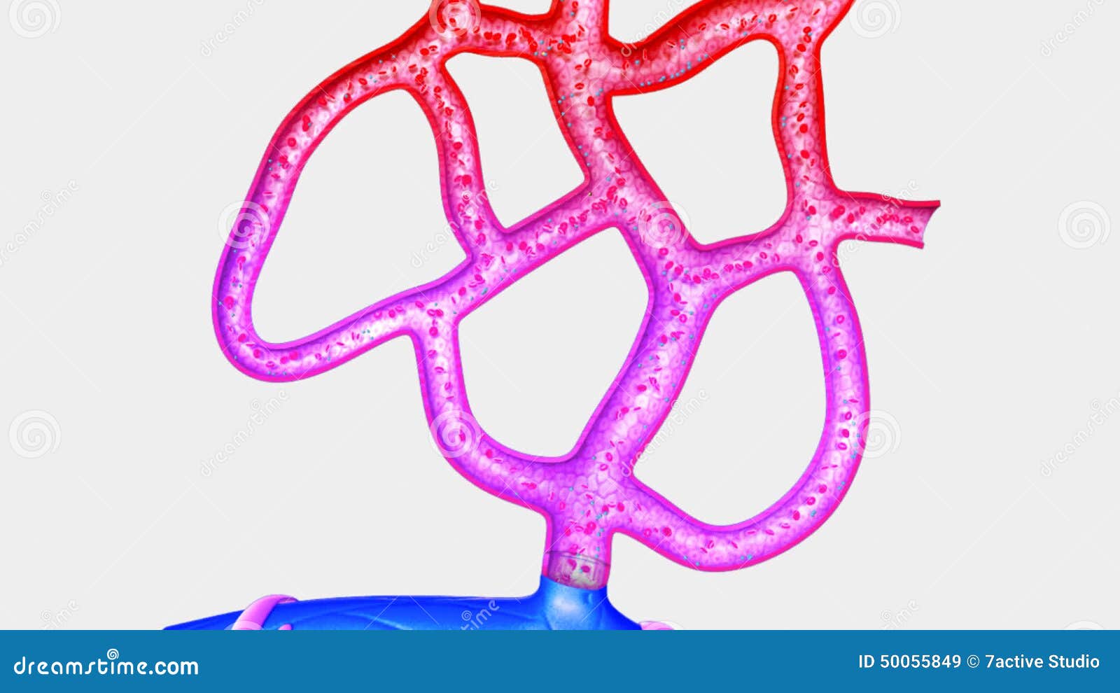 MICROCIRCULATION PRECAPILLARY SPHINCTER CONTRACTED Stock Video - Video ...