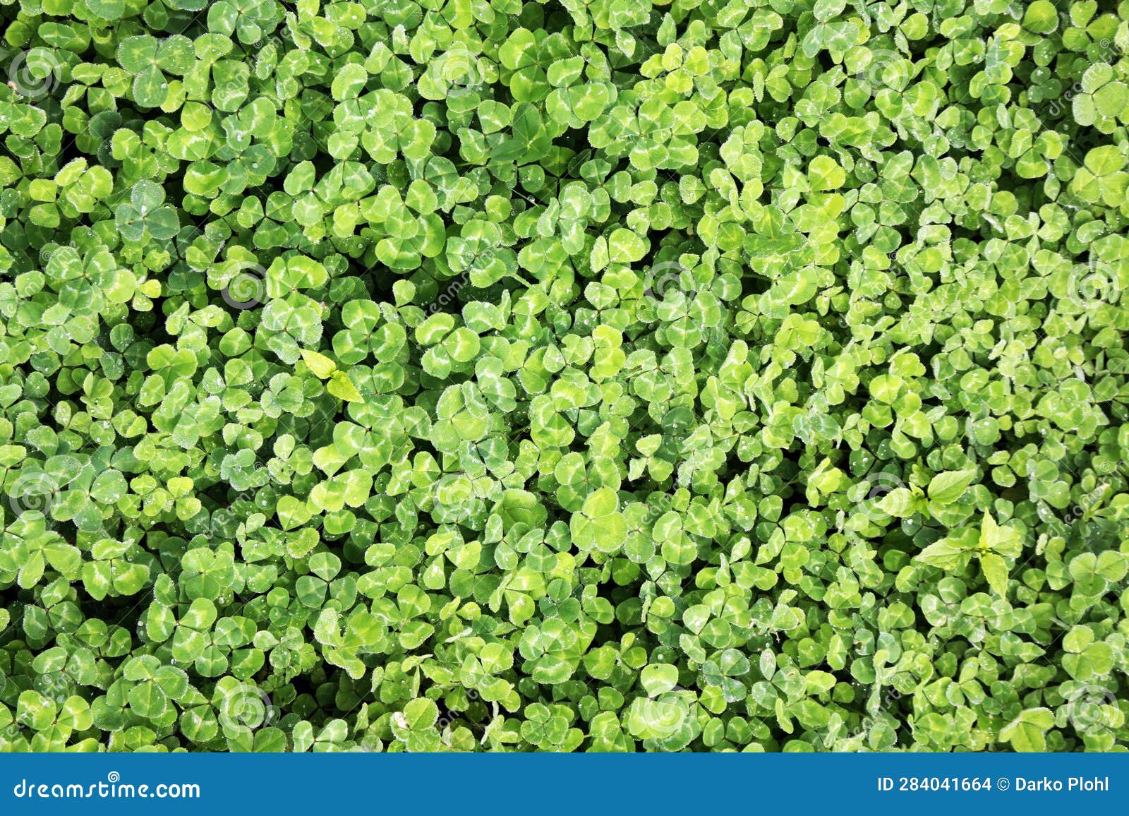 Microclover is the Ideal Solution for a Decorative Lawn Stock Photo ...