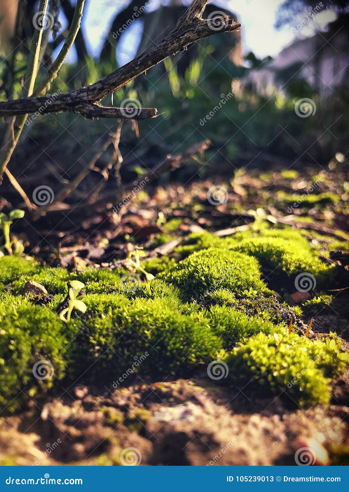 Microcosm stock image. Image of green, rays, microcosm - 105239013