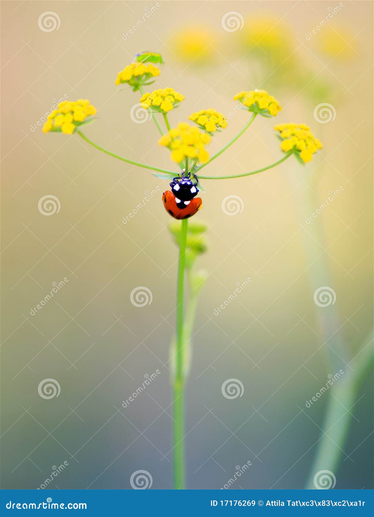 Microcosmos stock image. Image of insect, erdely, flower - 17176269