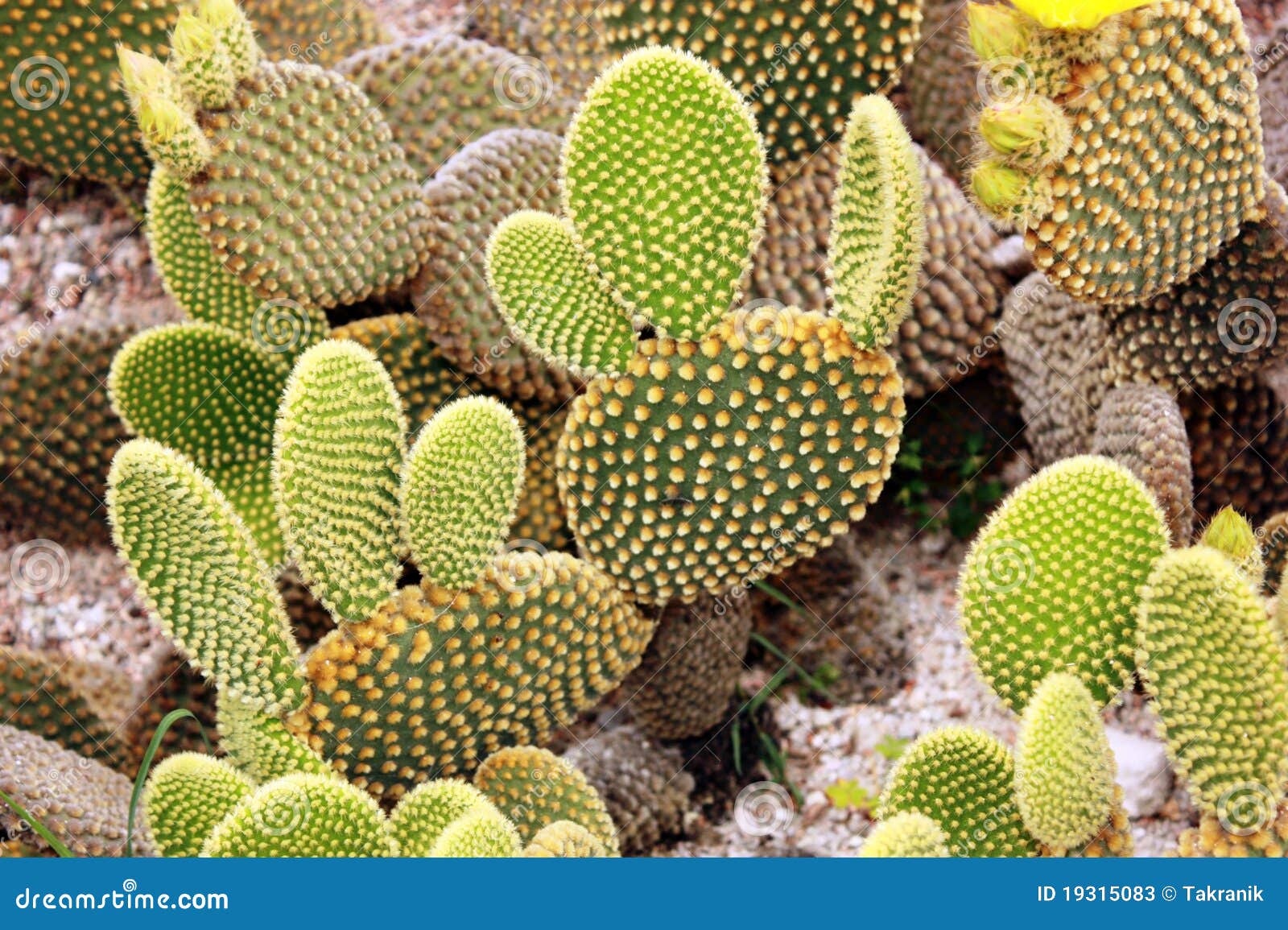 Microdasys Do Opuntia Do Cacto Imagem de Stock - Imagem de flor, flora ...