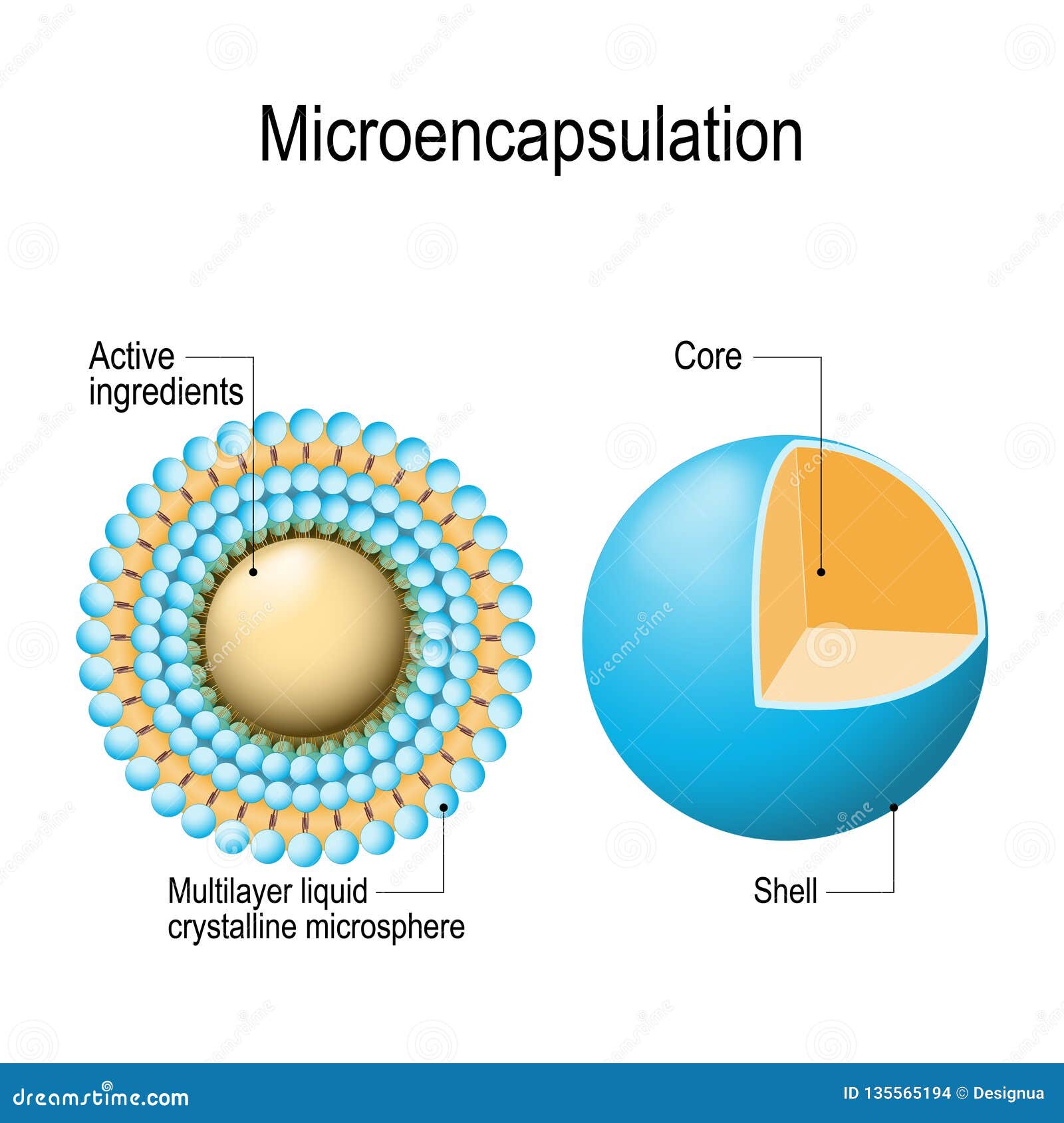 Microencapsulation Clipart And Illustrations
