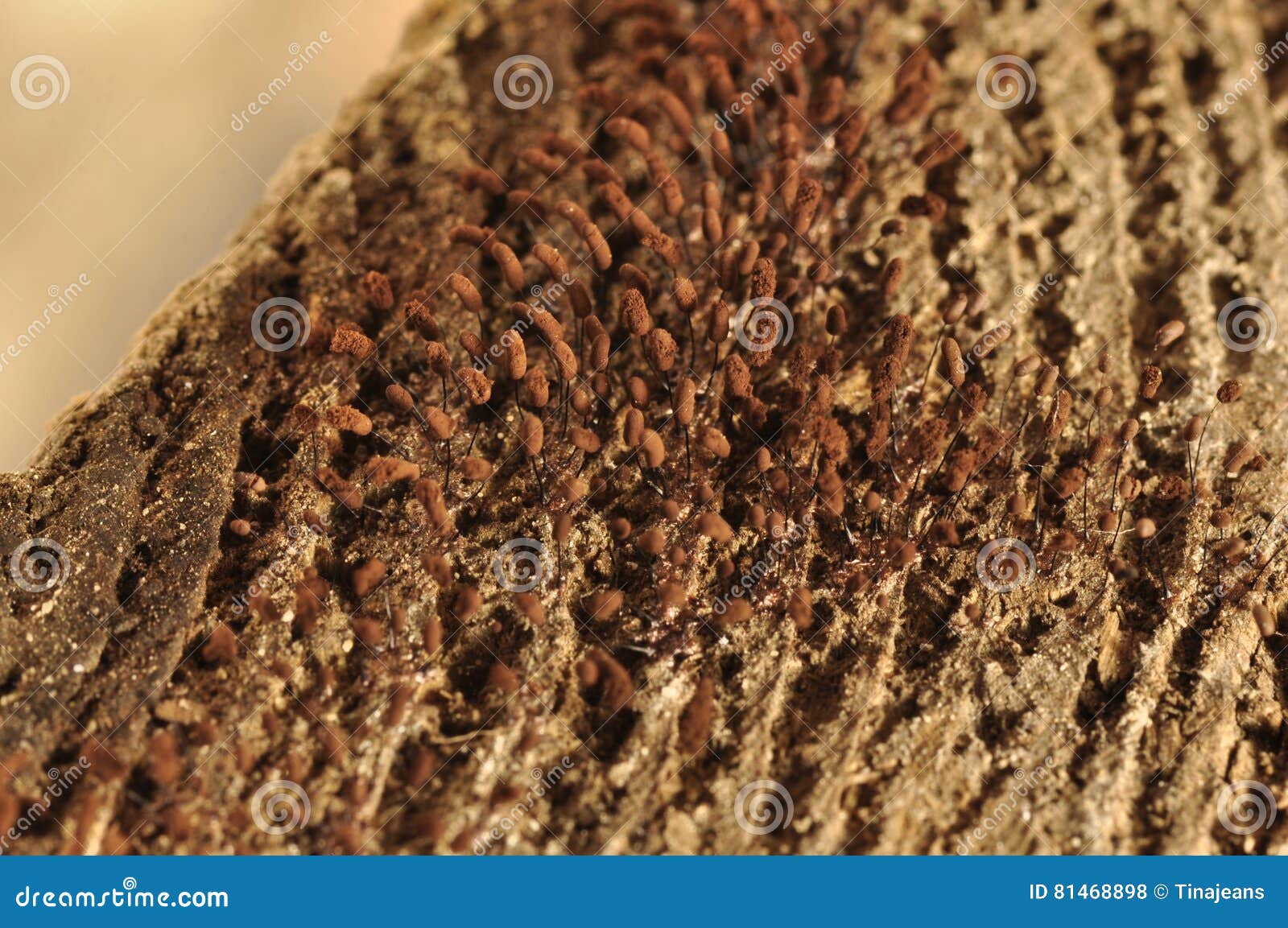 Microfungi on wood. stock photo. Image of thin, microfungi - 81468898