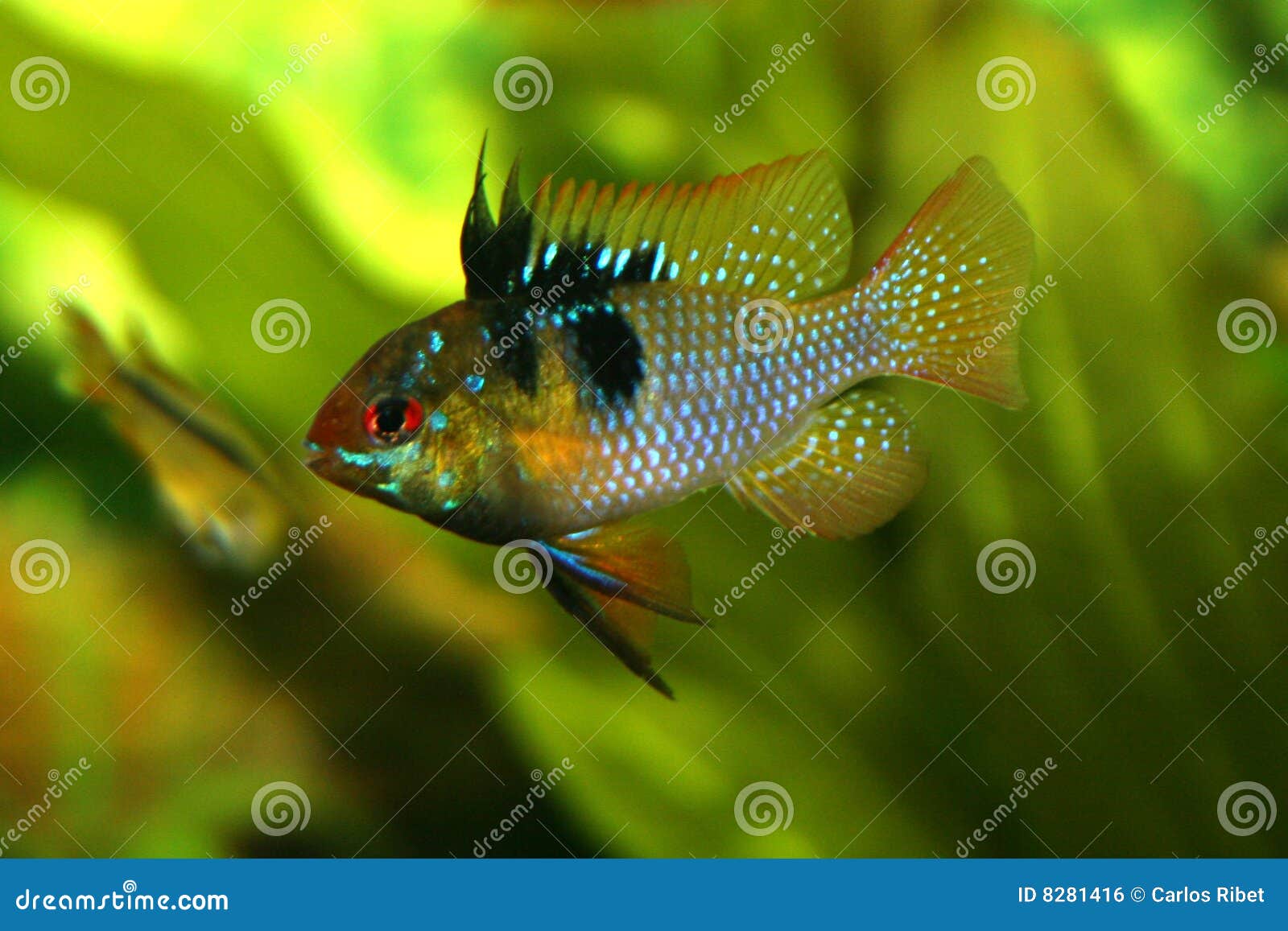 Microgeophagus ramirezi stock photo. Image of papiliochromis - 8281416