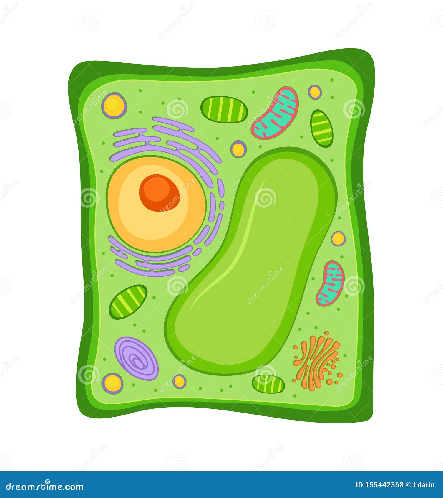 Chlorophyll In A Plant Cell