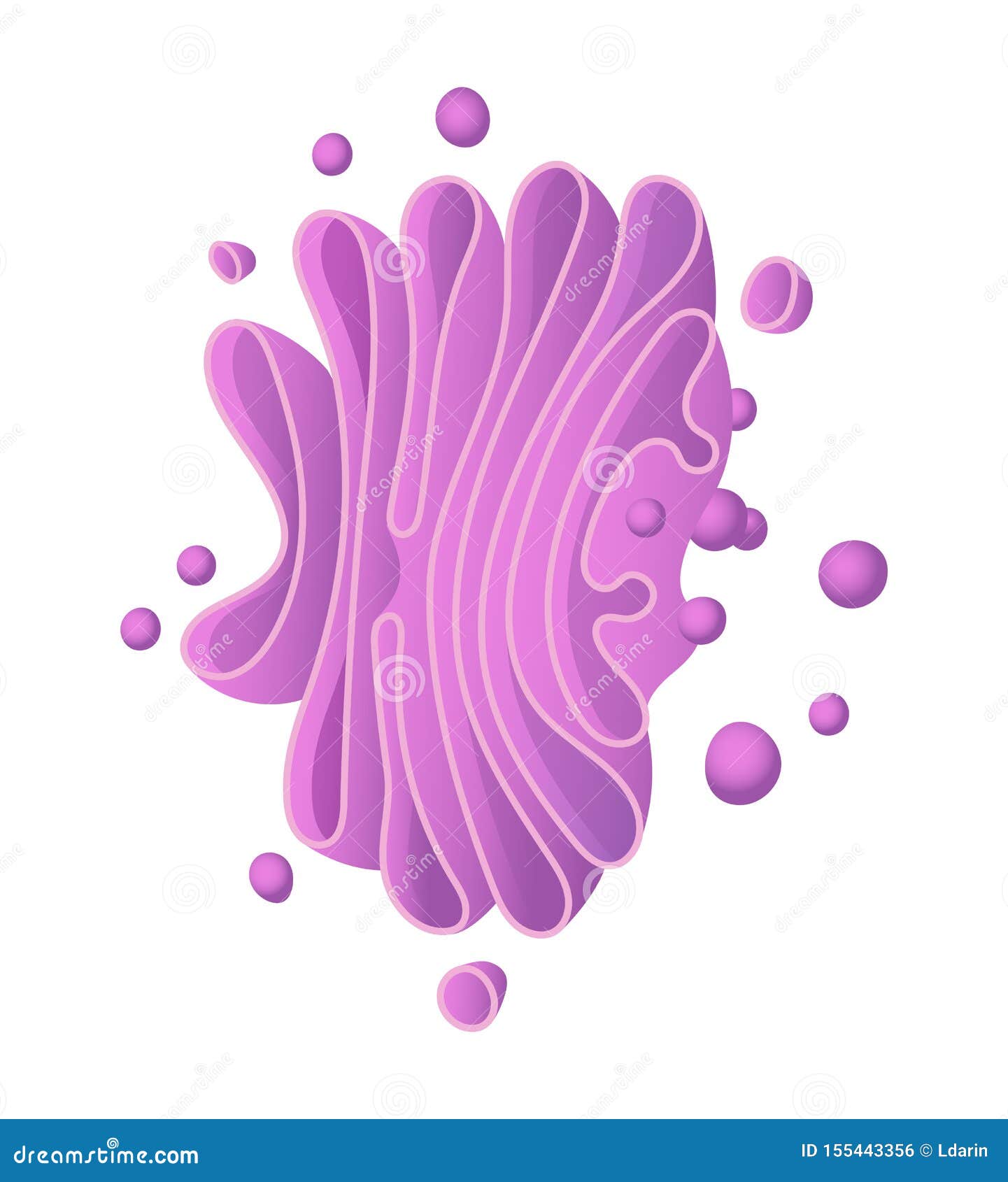 Golgi Apparatus Of The Cell, Close-up View, 3d Rendering Stock Photo ...