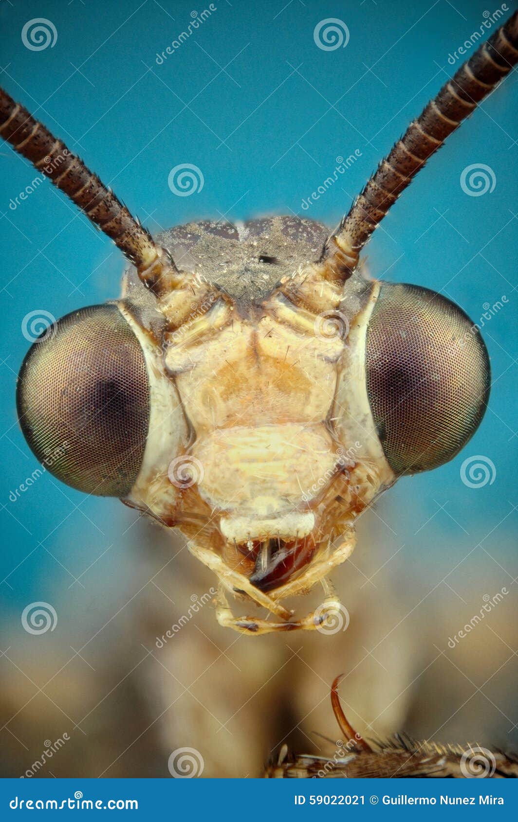 Micrograaf Van Het Hoofd Van Een Mier-leeuw Stock Afbeelding - Image of ...