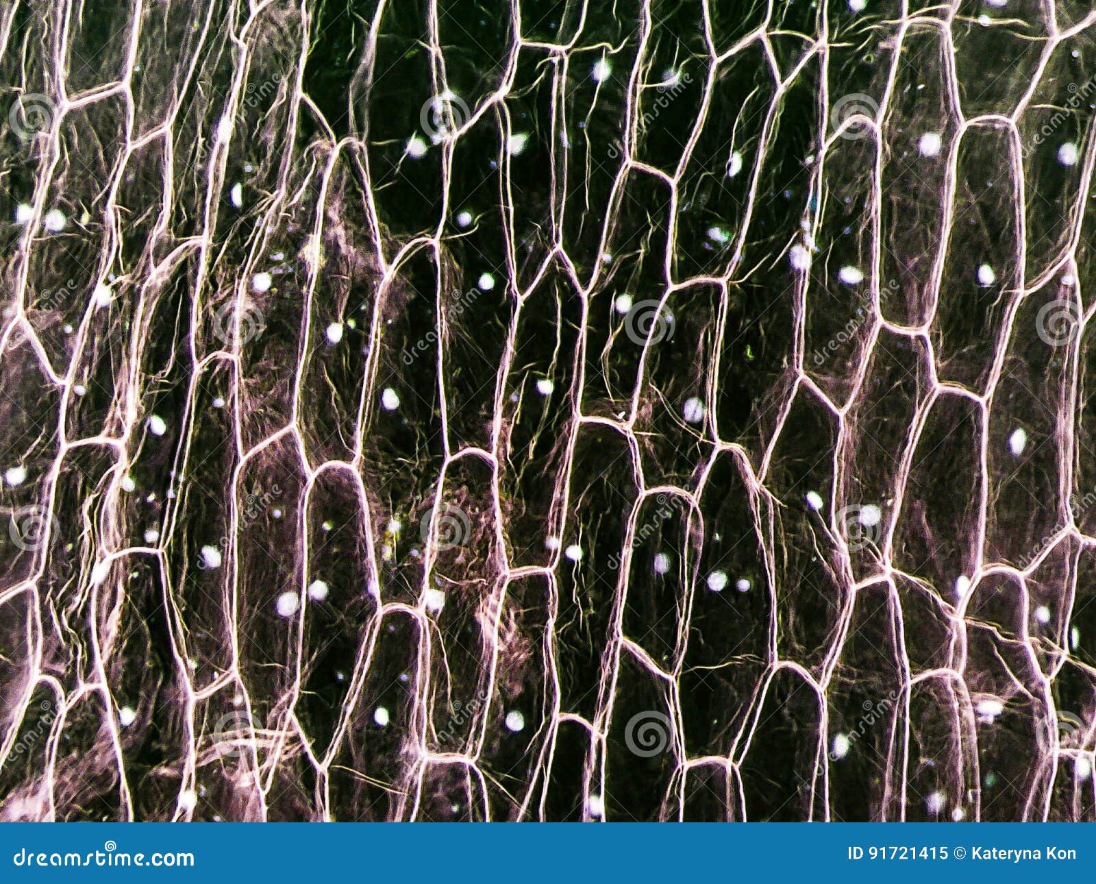 Micrograaf Van Ui Epidermale Cellen Stock Afbeelding - Image of ...