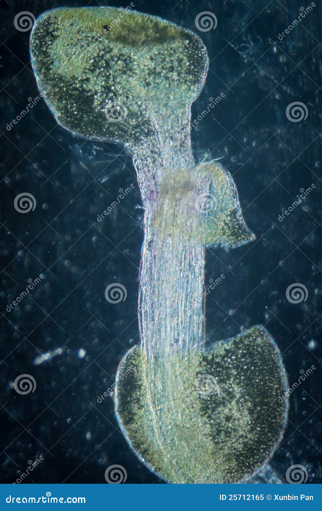 Micrograph Arabidopsis Thaliana Root Stock Image - Image of biology ...
