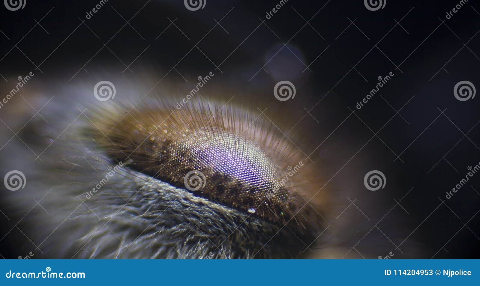 Micrograph Bee eyes stock image. Image of work, sweet - 114204953