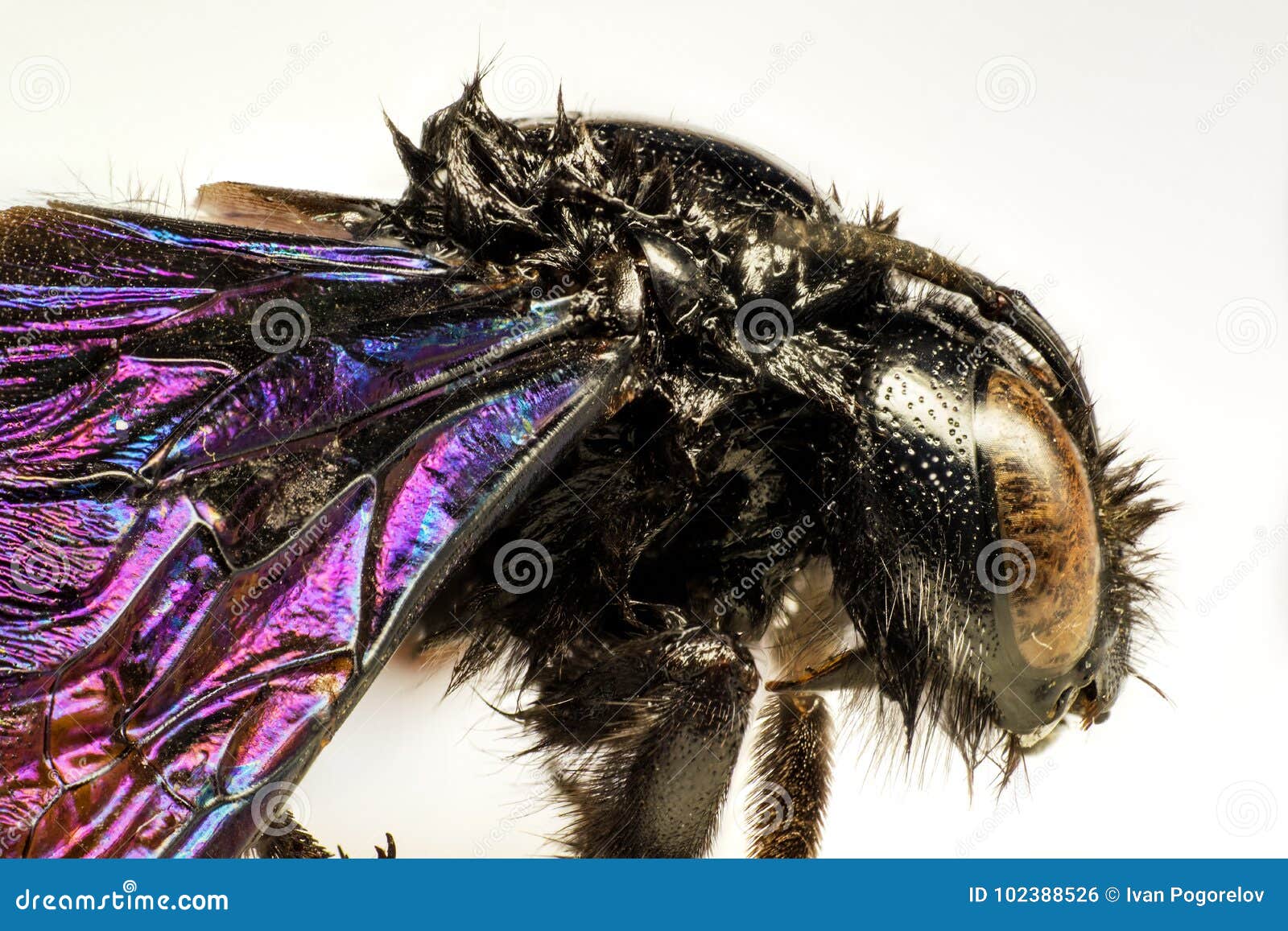 A Micrograph of a Black Bumblebee. Stock Photo - Image of branch ...