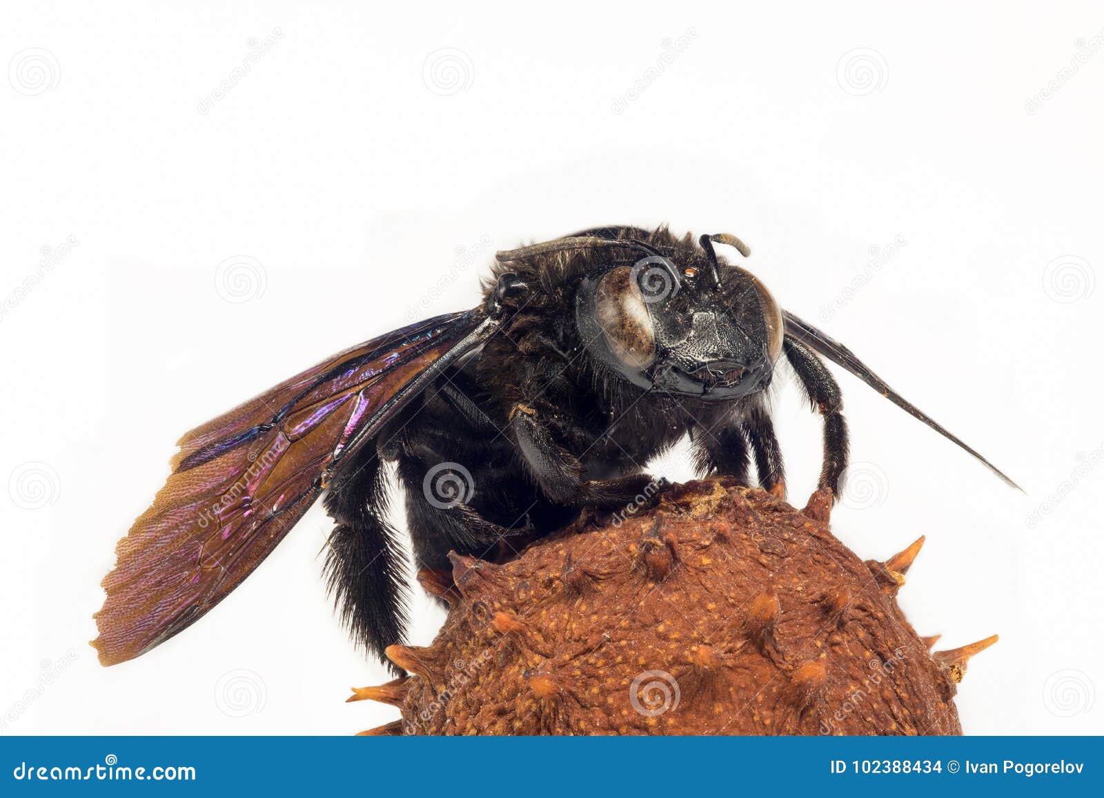 Micrograph Of A Black Bumblebee Sitting On A Spiny Shell Of A Chestnut ...