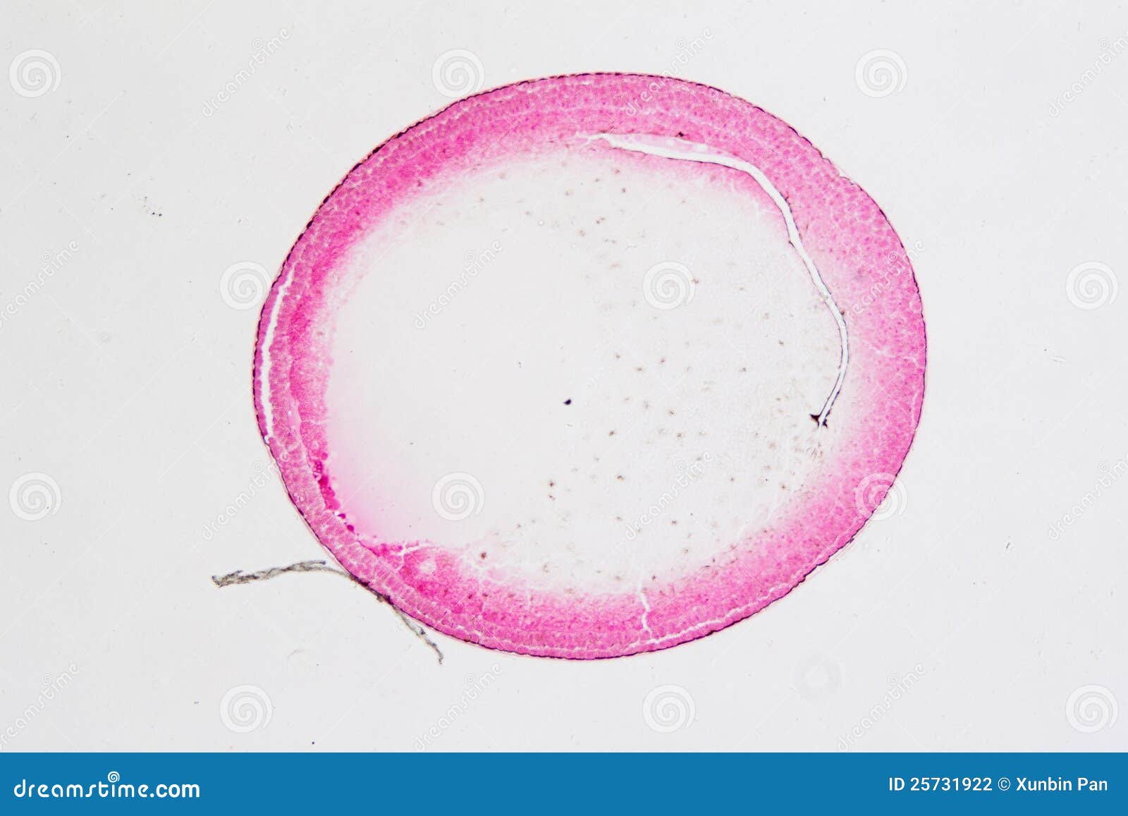 Microscopy Micrograph Plant Tissue, Stock Image | CartoonDealer.com ...