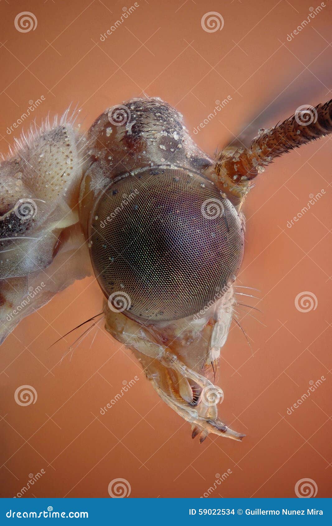 Micrograph of the Head of a Ant-lion Stock Photo - Image of stacking ...