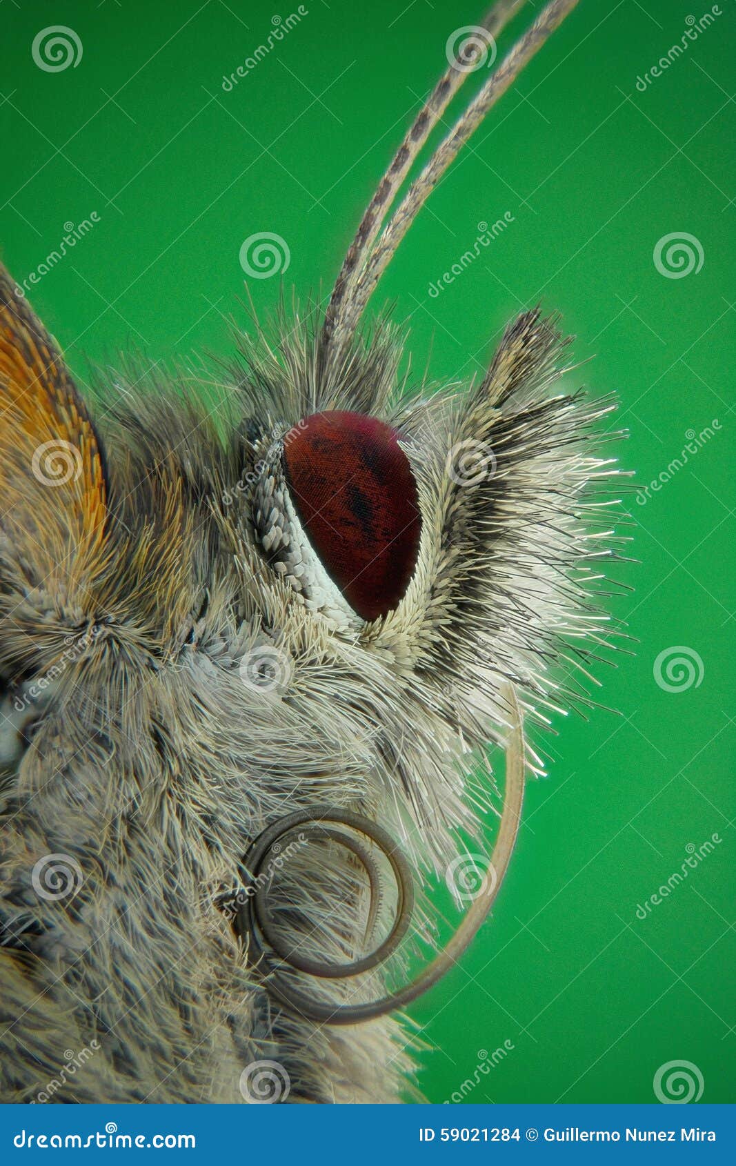 Micrograph of the Head of a Butterfly Stock Photo - Image of head, eyes ...