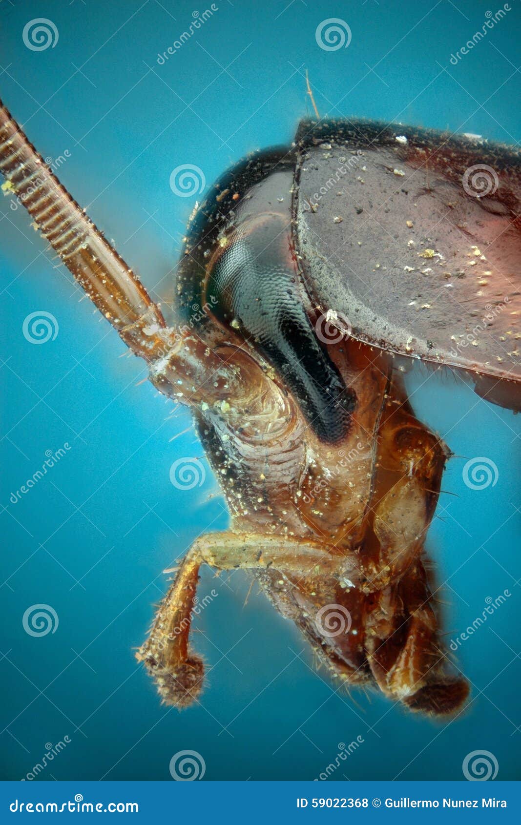 Micrograph of the Head of a Cockroach Stock Photo - Image of antennas ...