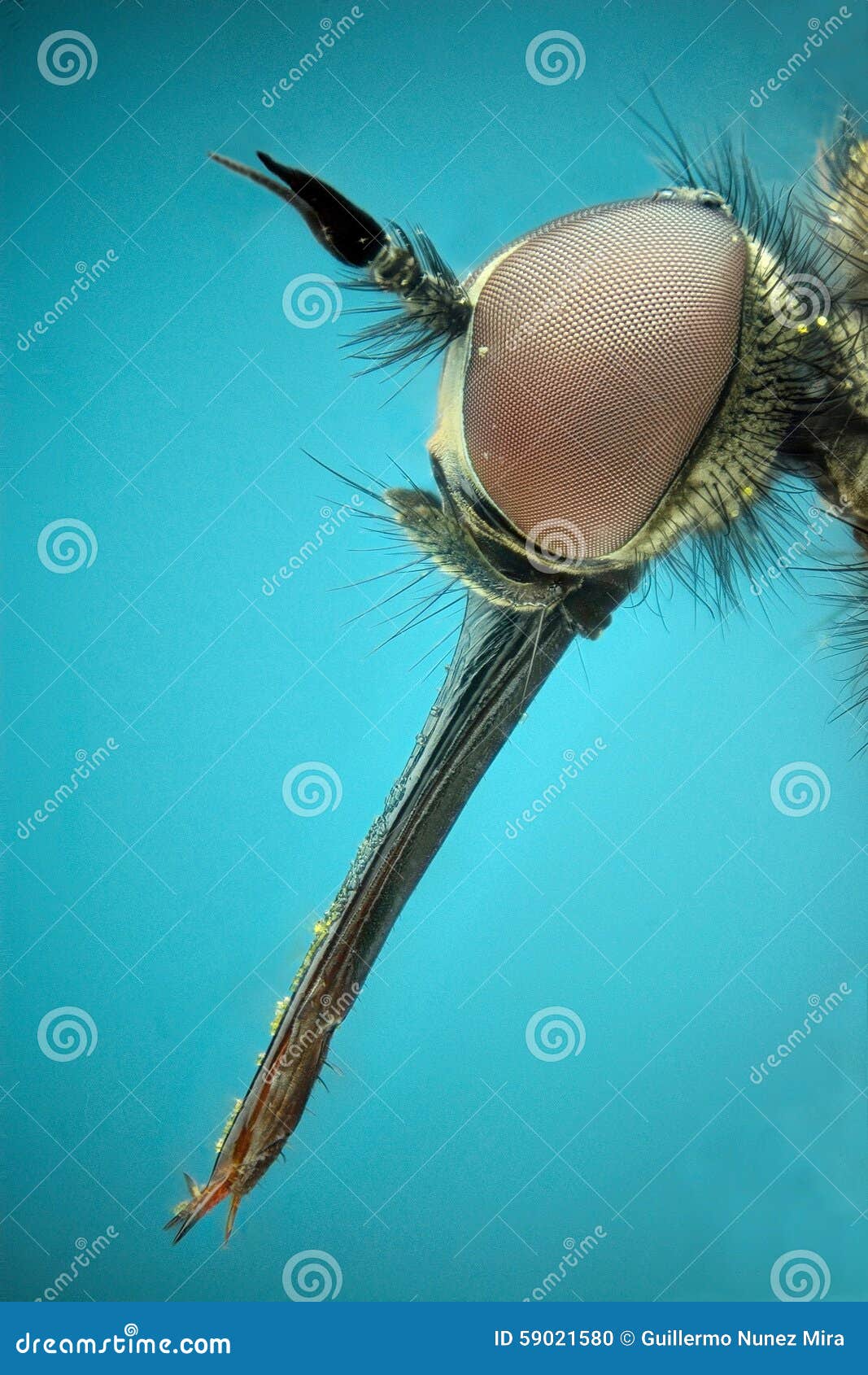 Micrograph of the Head of a Fly Stock Photo - Image of head ...