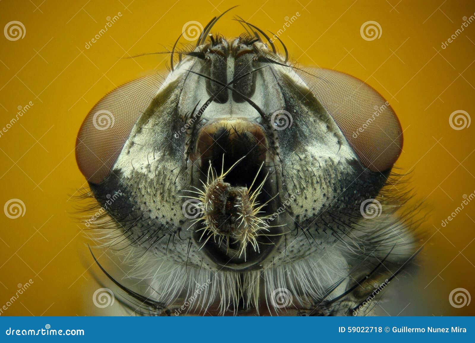Micrograph of the Head of a Fly Stock Photo - Image of head, pollinator ...