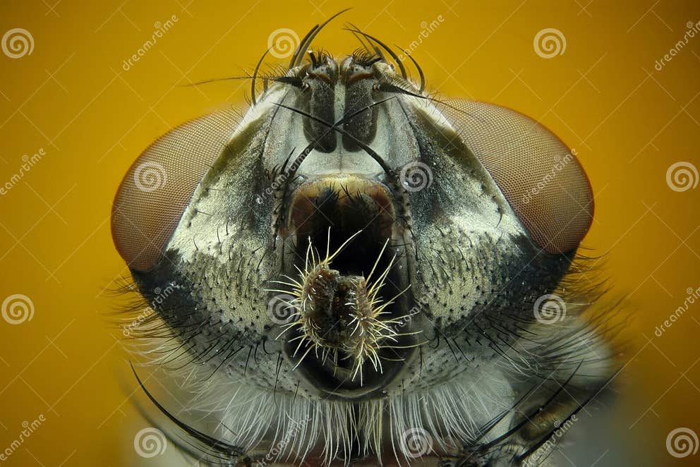 Micrograph of the Head of a Fly Stock Photo - Image of head, pollinator ...