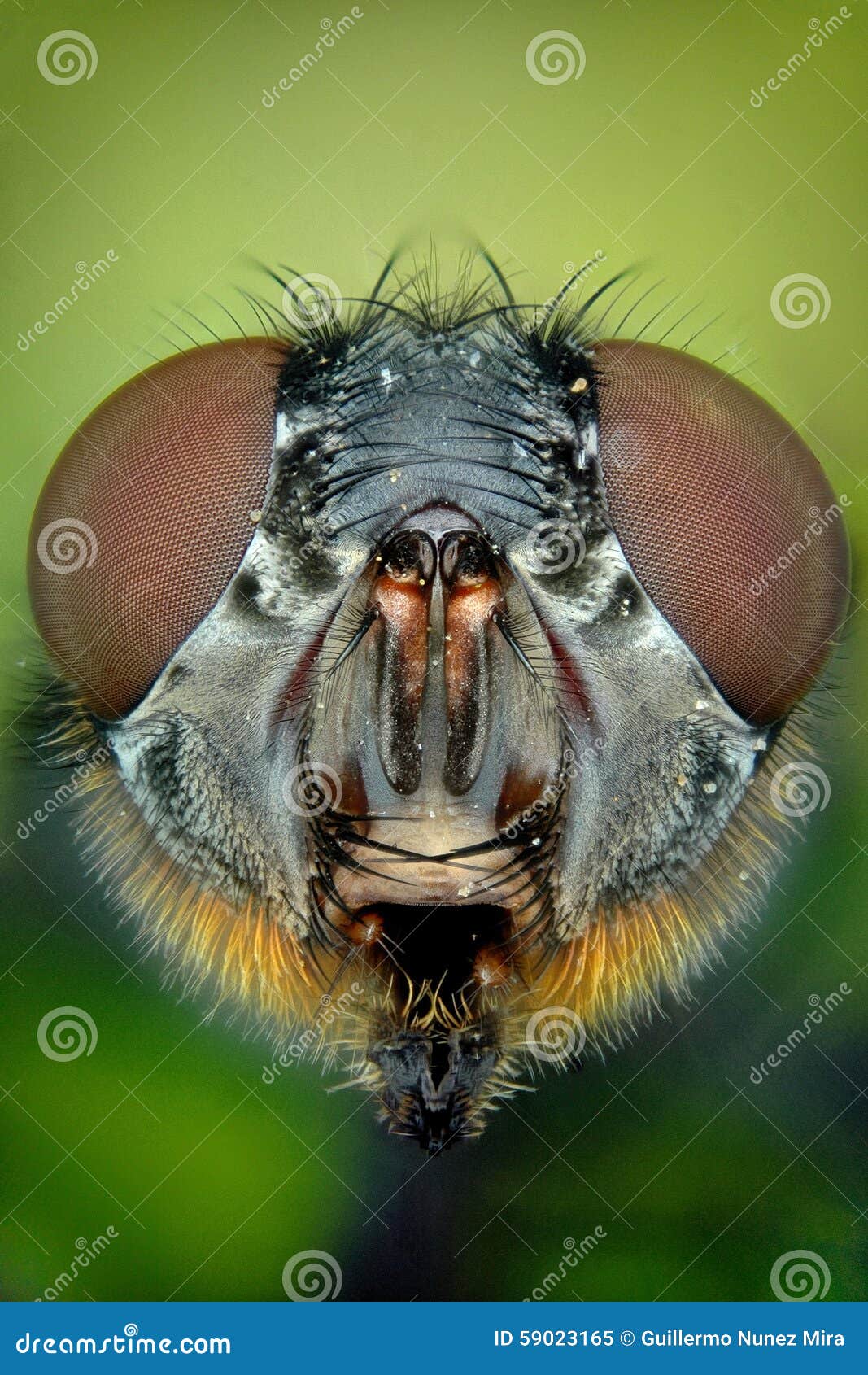 Micrograph of the Head of a Fly Stock Image - Image of eyes, insect ...