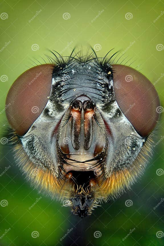Micrograph of the Head of a Fly Stock Image - Image of eyes, insect ...